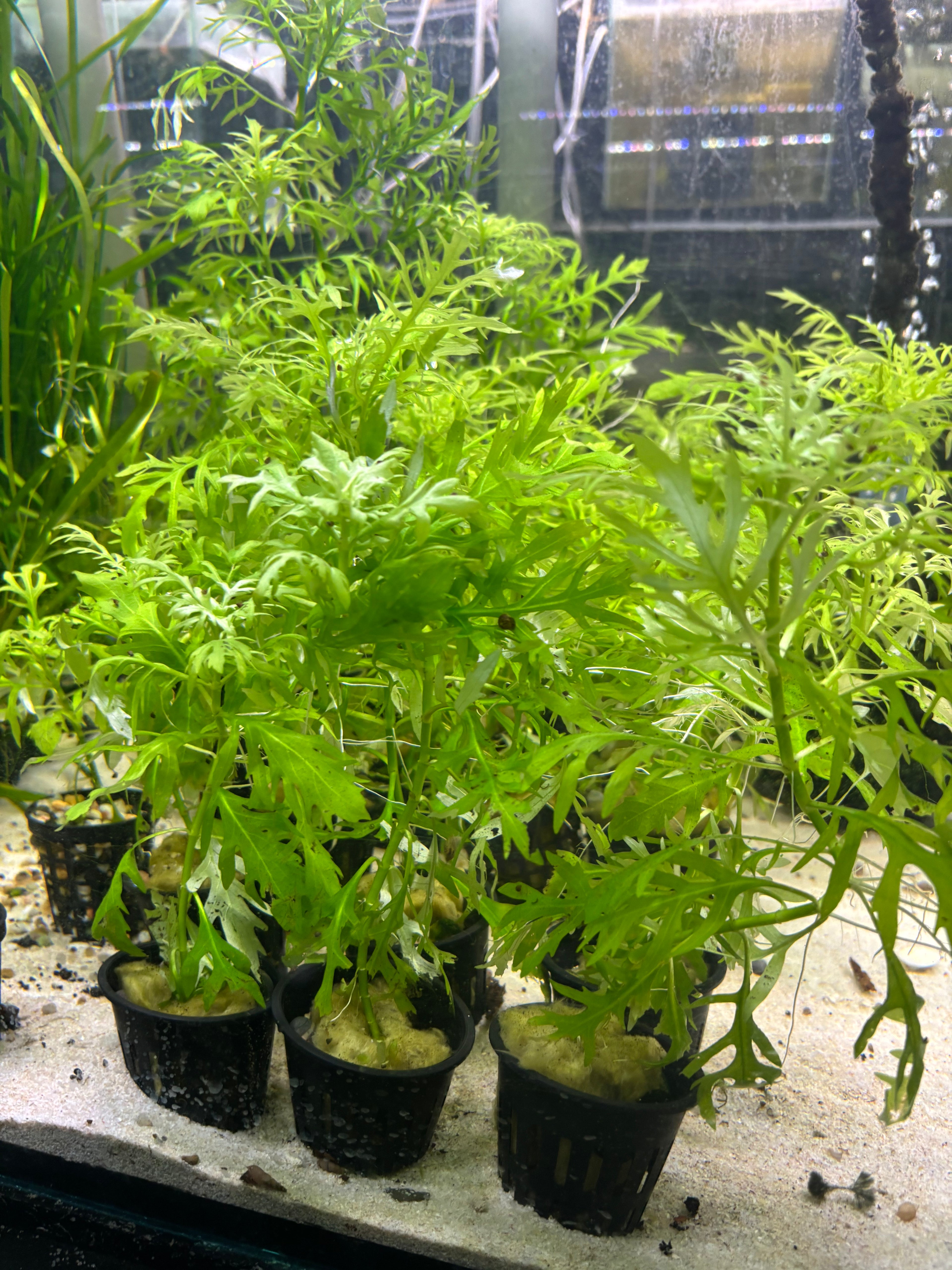 Aquatic Plants – Fresh Start Gardens